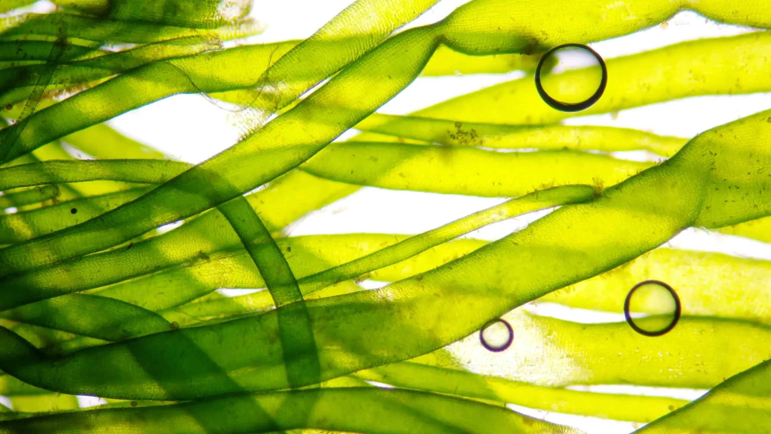 Cultivo de algas marinas para biocombustibles en Canarias