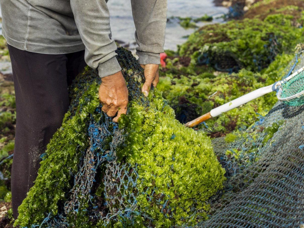 Cultivo de algas marinas para biocombustibles en Canarias