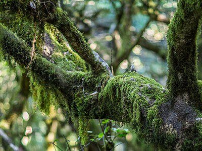 Forests of Macaronesia: the green impossible